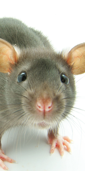 rat | Dierenkliniek Lunetten