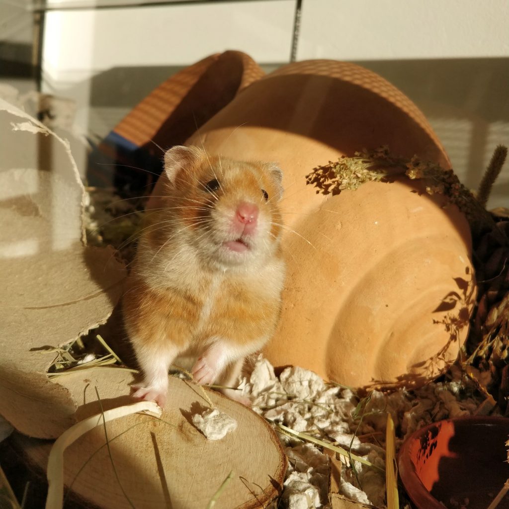 Hamstersoorten – Dierenkliniek Lunetten Utrecht
